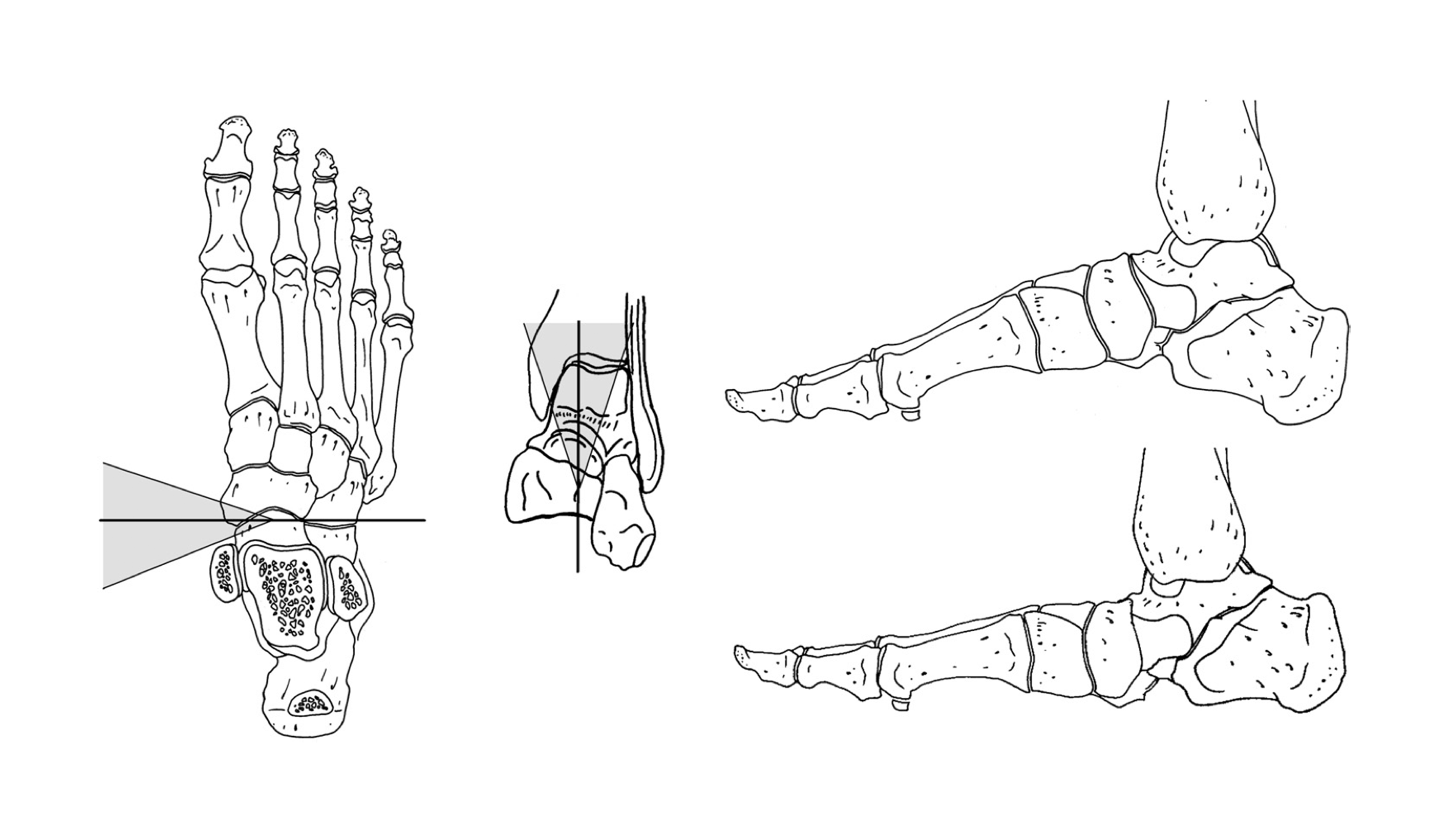 The Jargon of Pedal Movements - definition of terms – My Foot Function