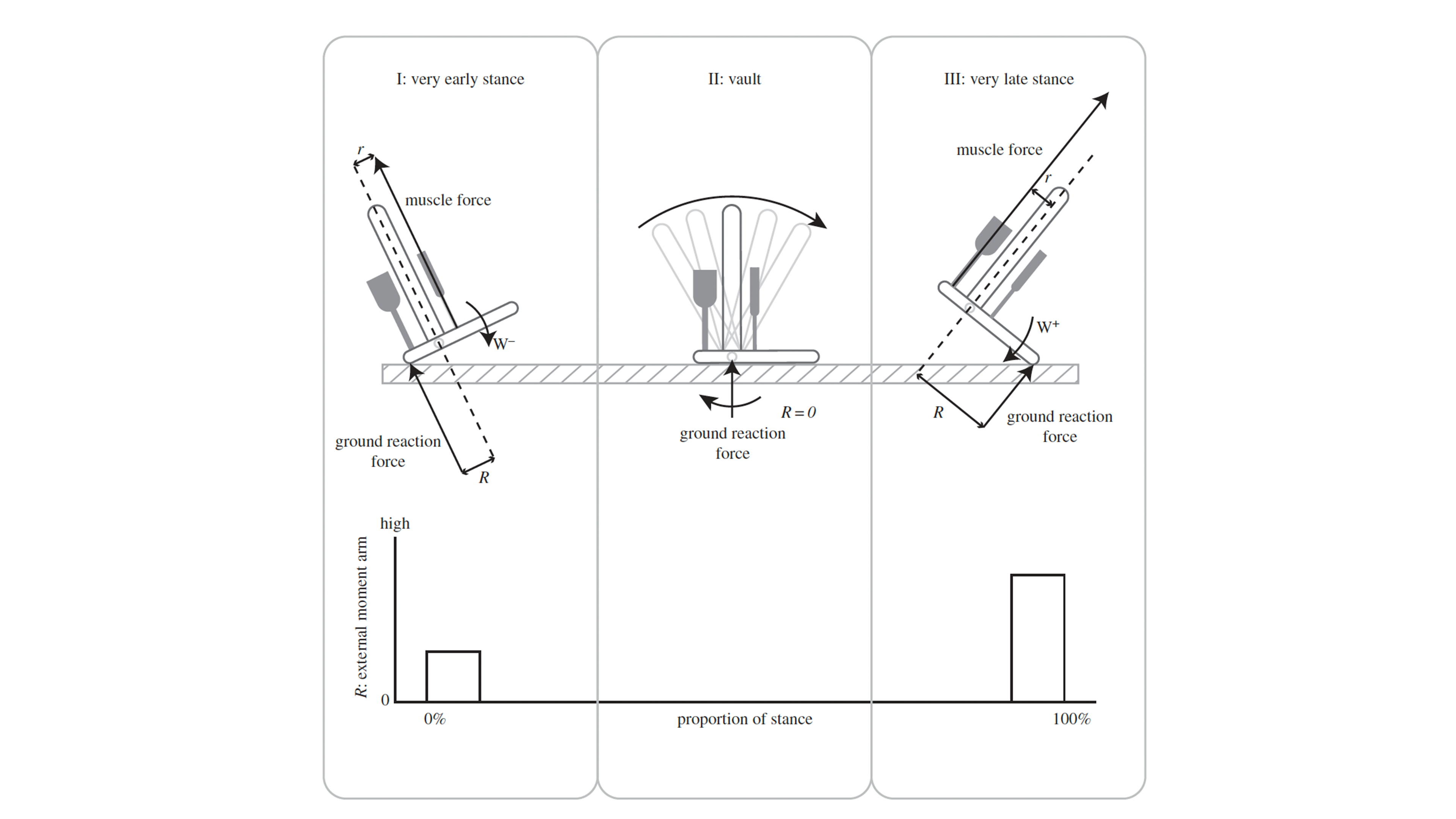 The human foot and heel–sole–toe walking strategy – My Foot Function